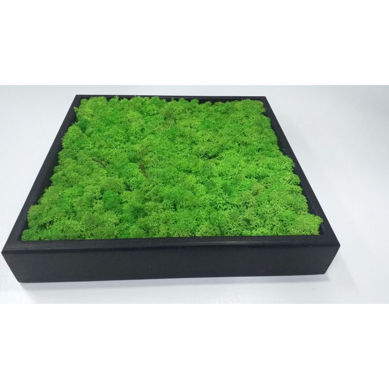 Obraz z chrobotka - obraz z mchu na Twoją ścianę. Niech ściana ożyje!